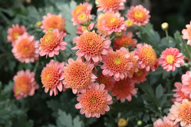 Agonizing Prayer for January 12 2026